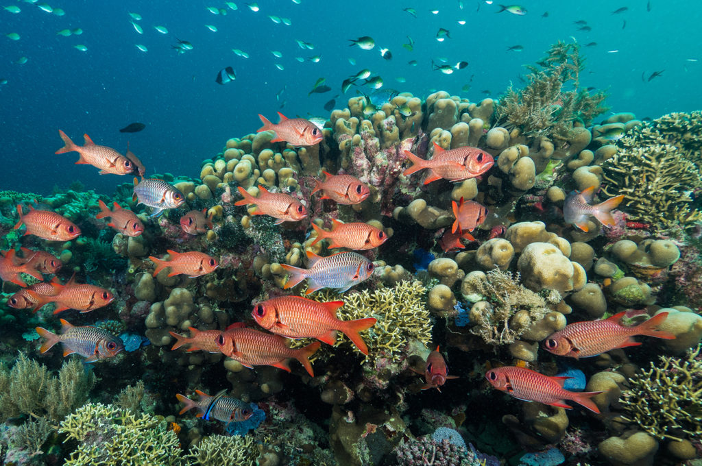 BIENVENUE - Reef Check France