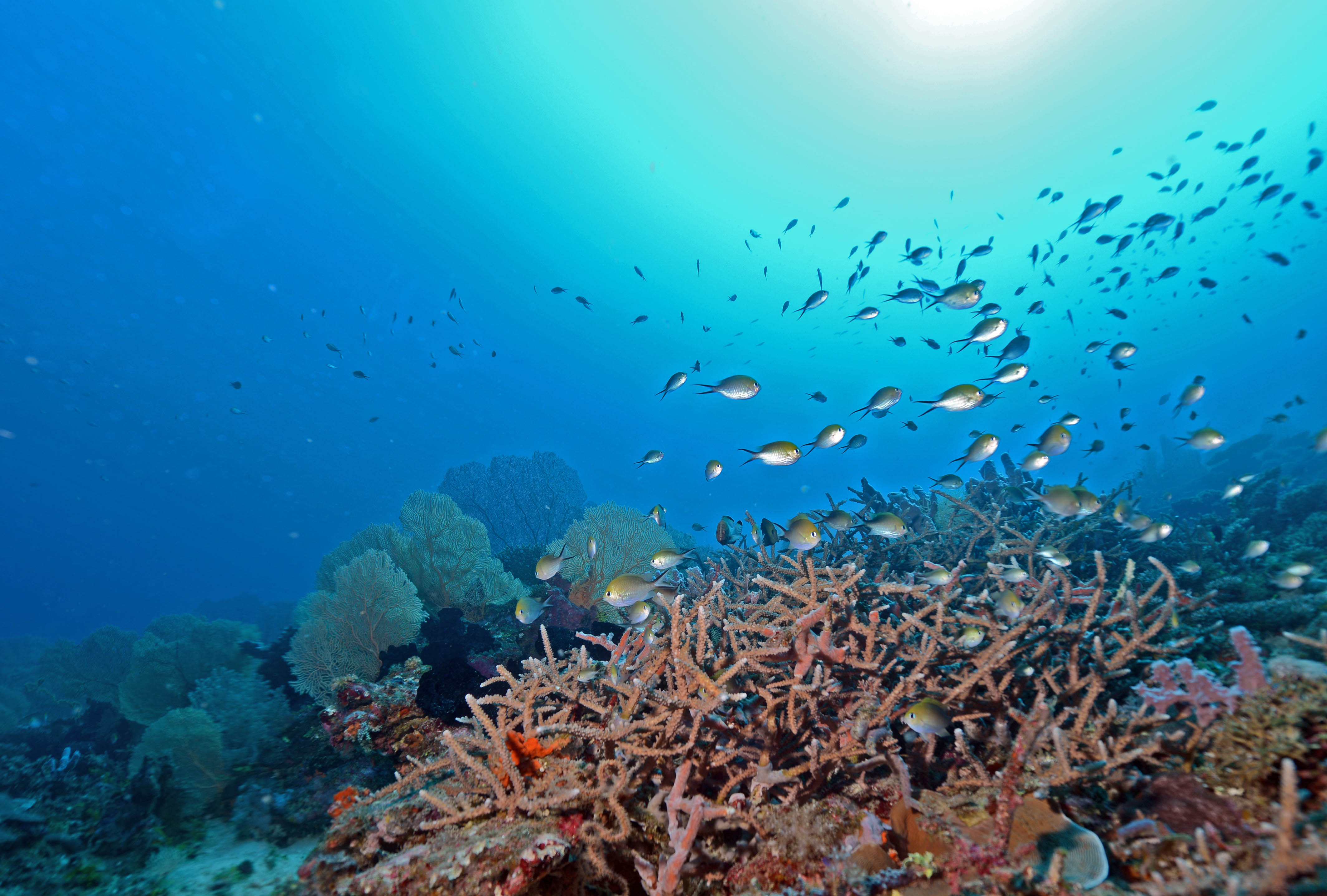 Des récifs coralliens inventoriés - Reef Check France